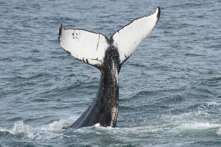3rd Annual Whale SENSE Photo Contest - Whale SENSE