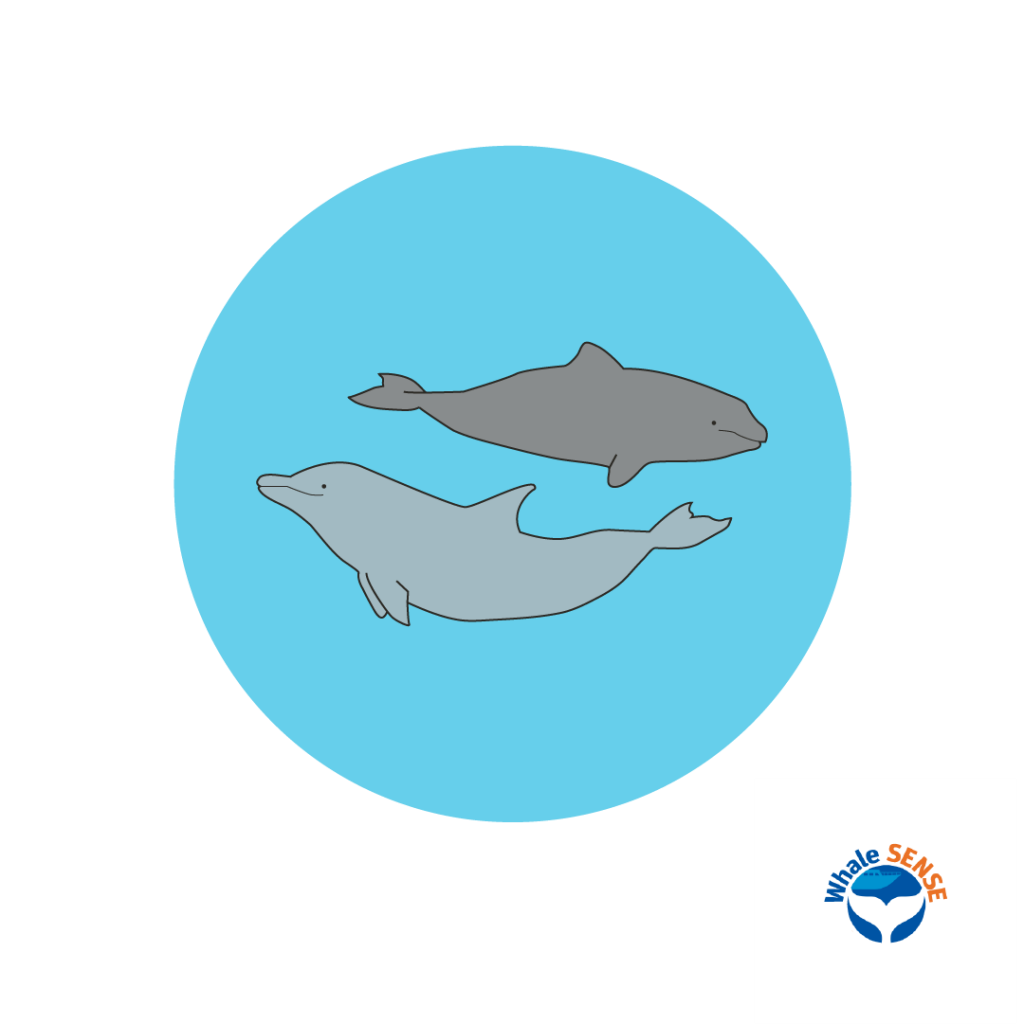 How are porpoises different from dolphins? (The 3 F's) - Whale SENSE