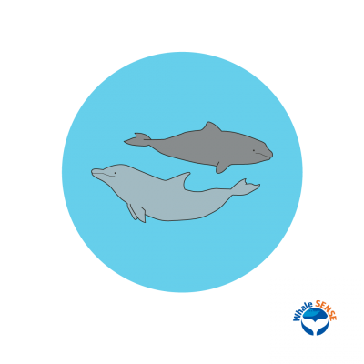How are porpoises different from dolphins? (The 3 F's) - Whale SENSE