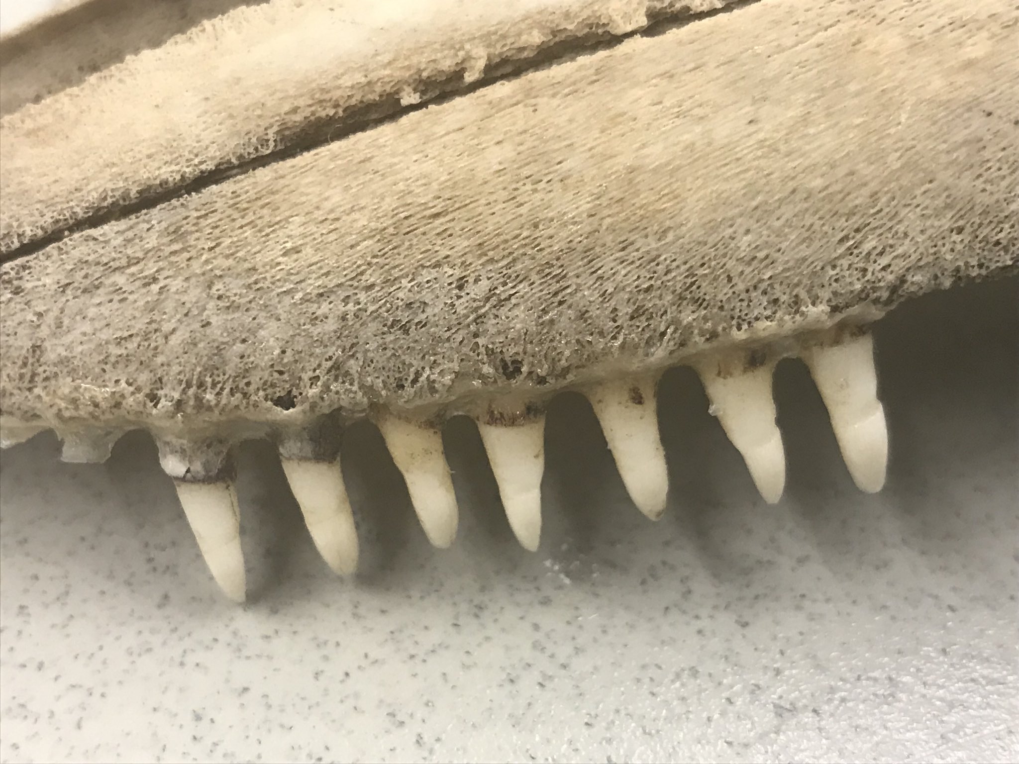 How are porpoises different from dolphins? (The 3 F's) - Whale SENSE