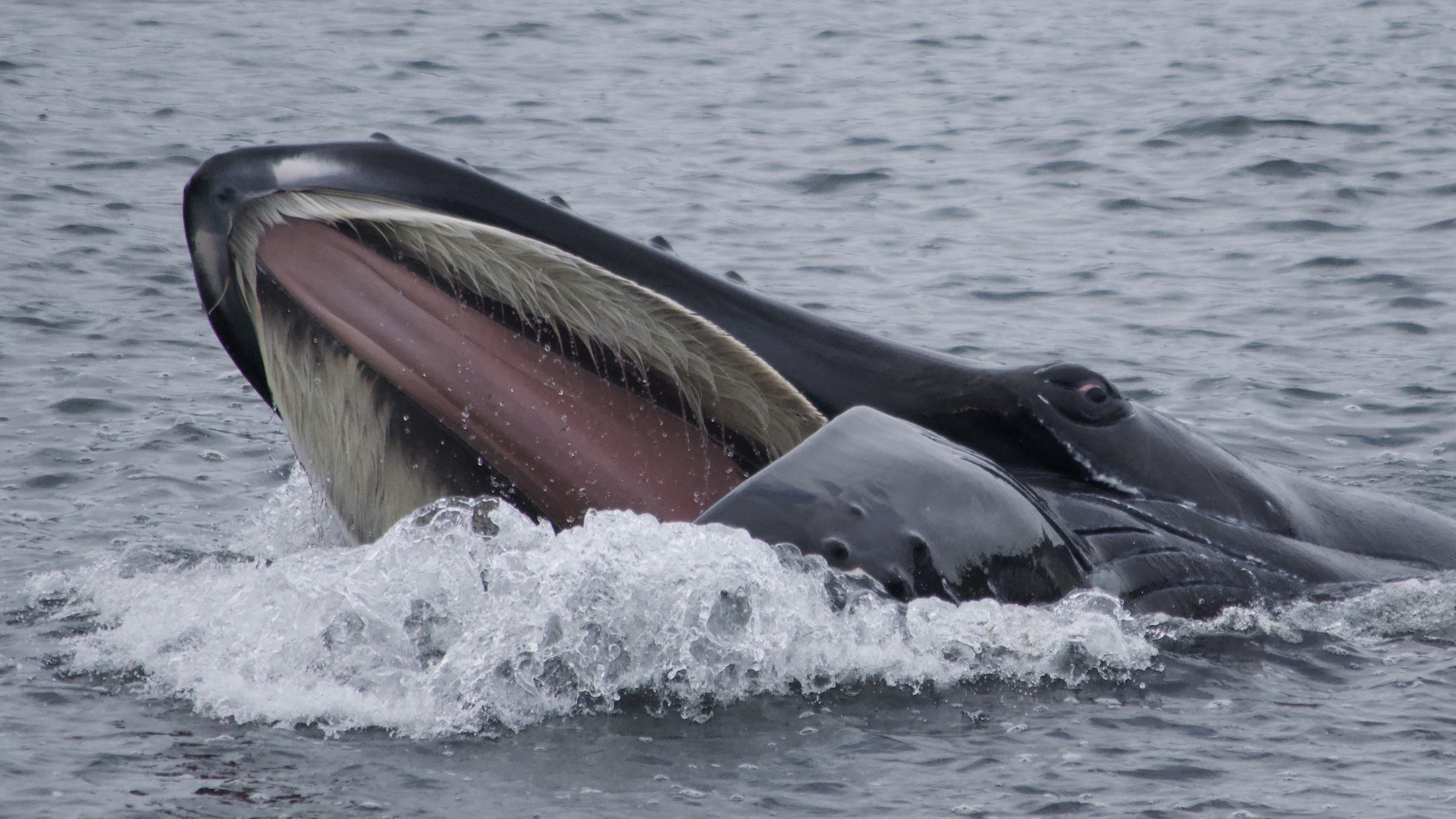 3 Tips For Posting About Whale Watching Experiences - Whale SENSE