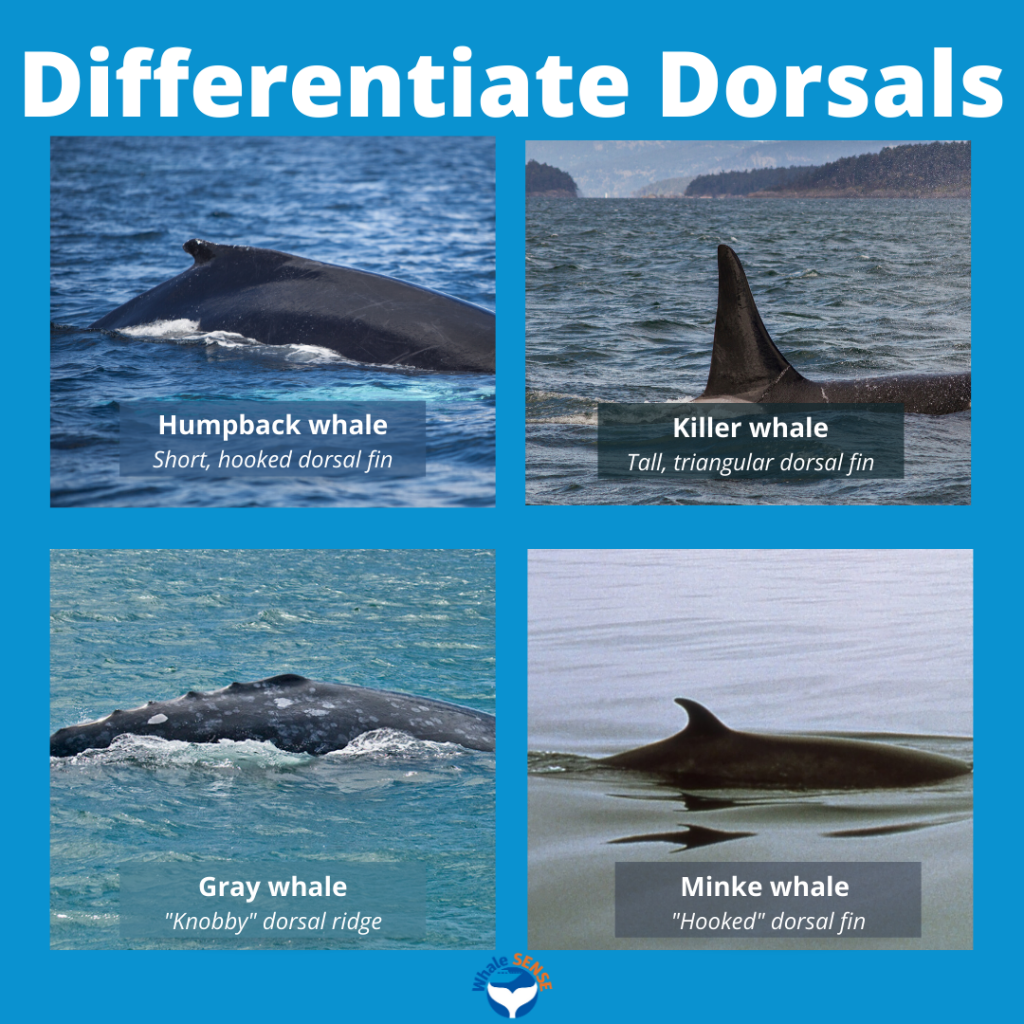 How do you find whales on a whale watch? - Whale SENSE