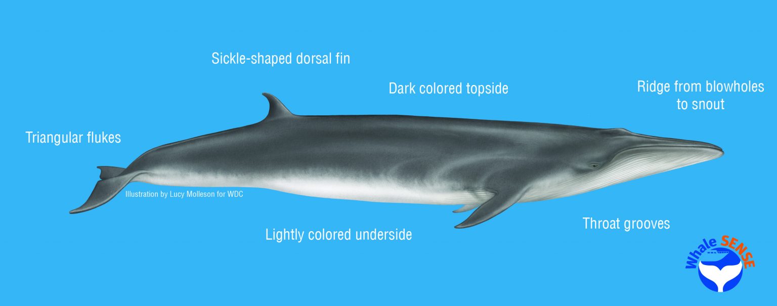 Sei Whale - Whale SENSE