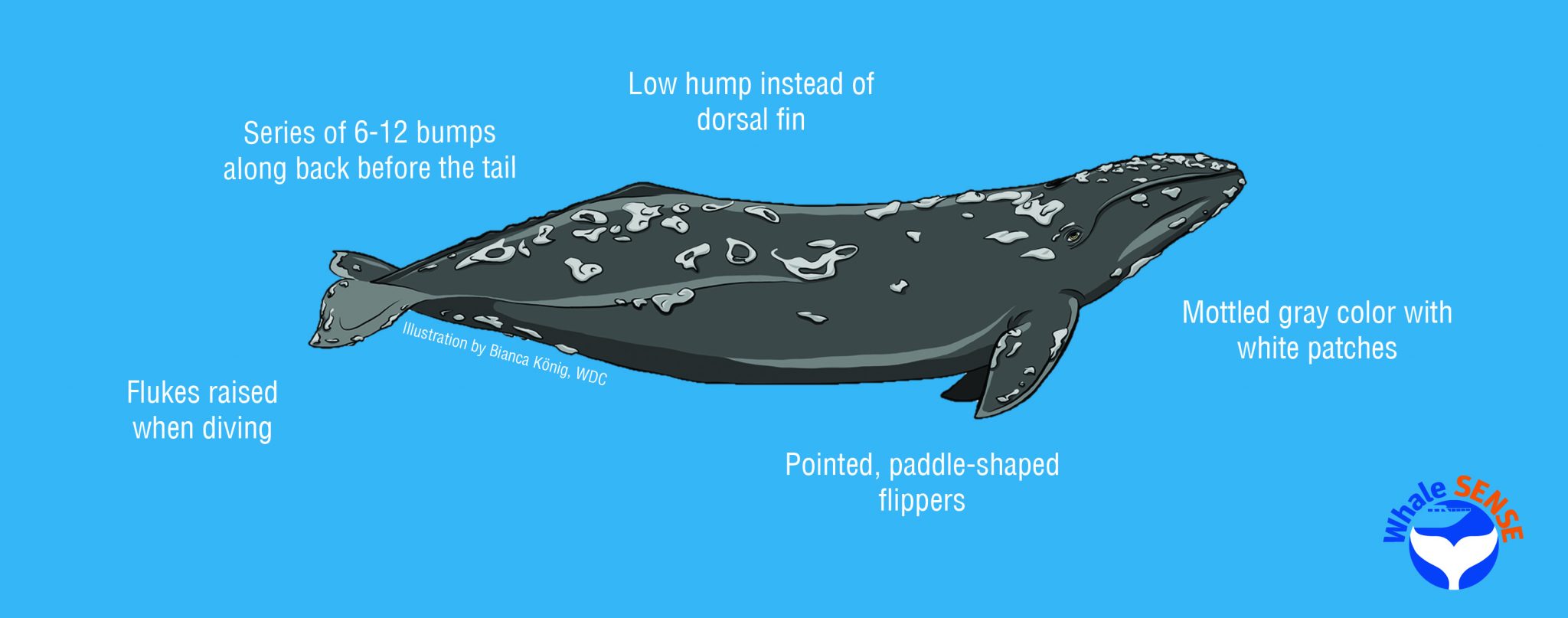 Gray Whale - Whale SENSE