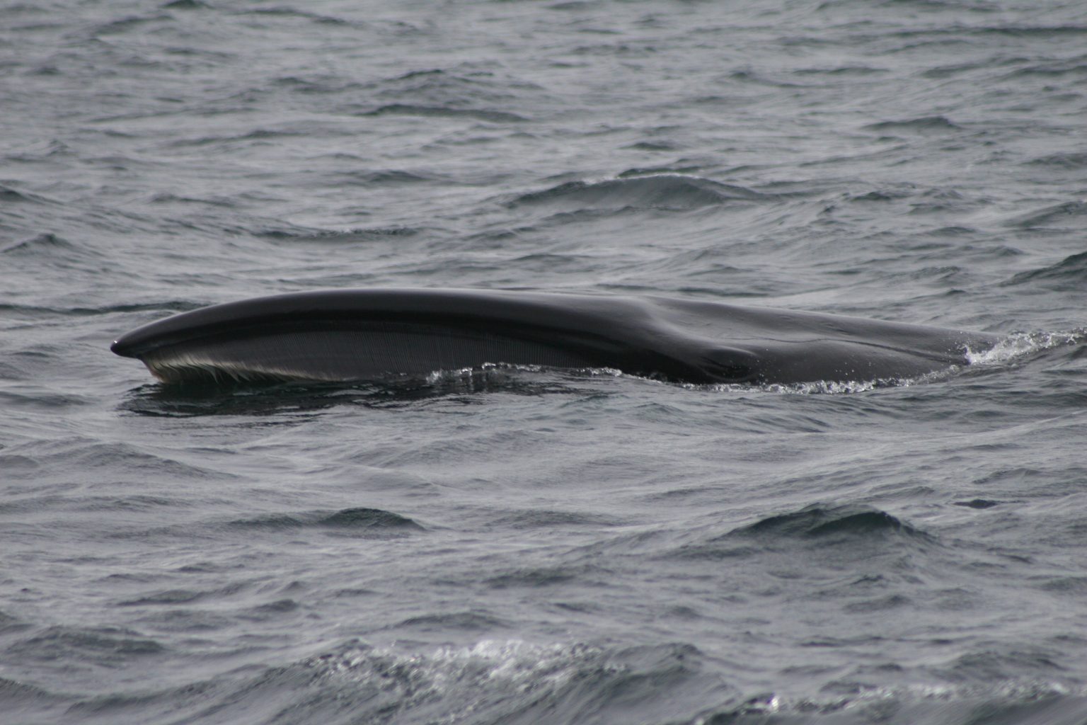 Sei Whale - Whale SENSE