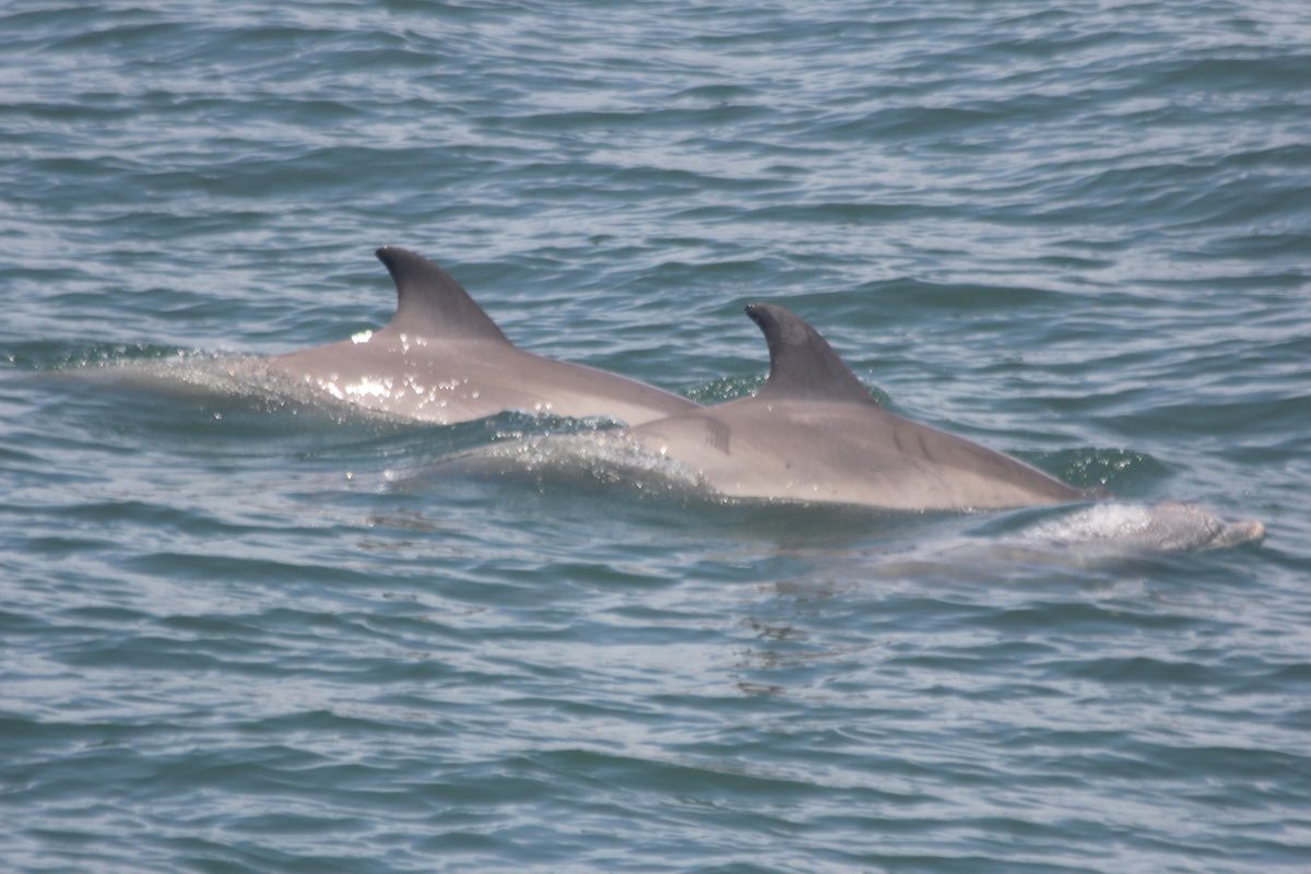 Bottlenose Dolphin - Whale SENSE