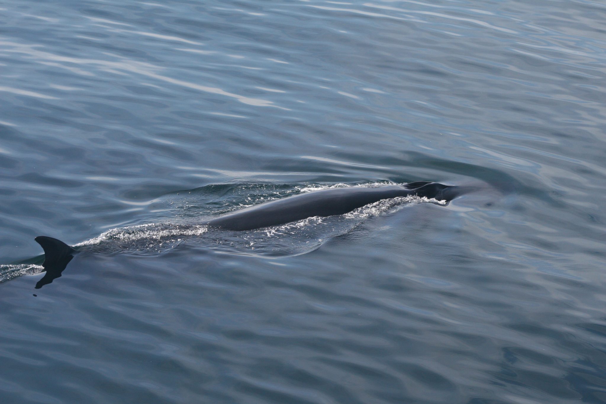 Sei Whale - Whale SENSE