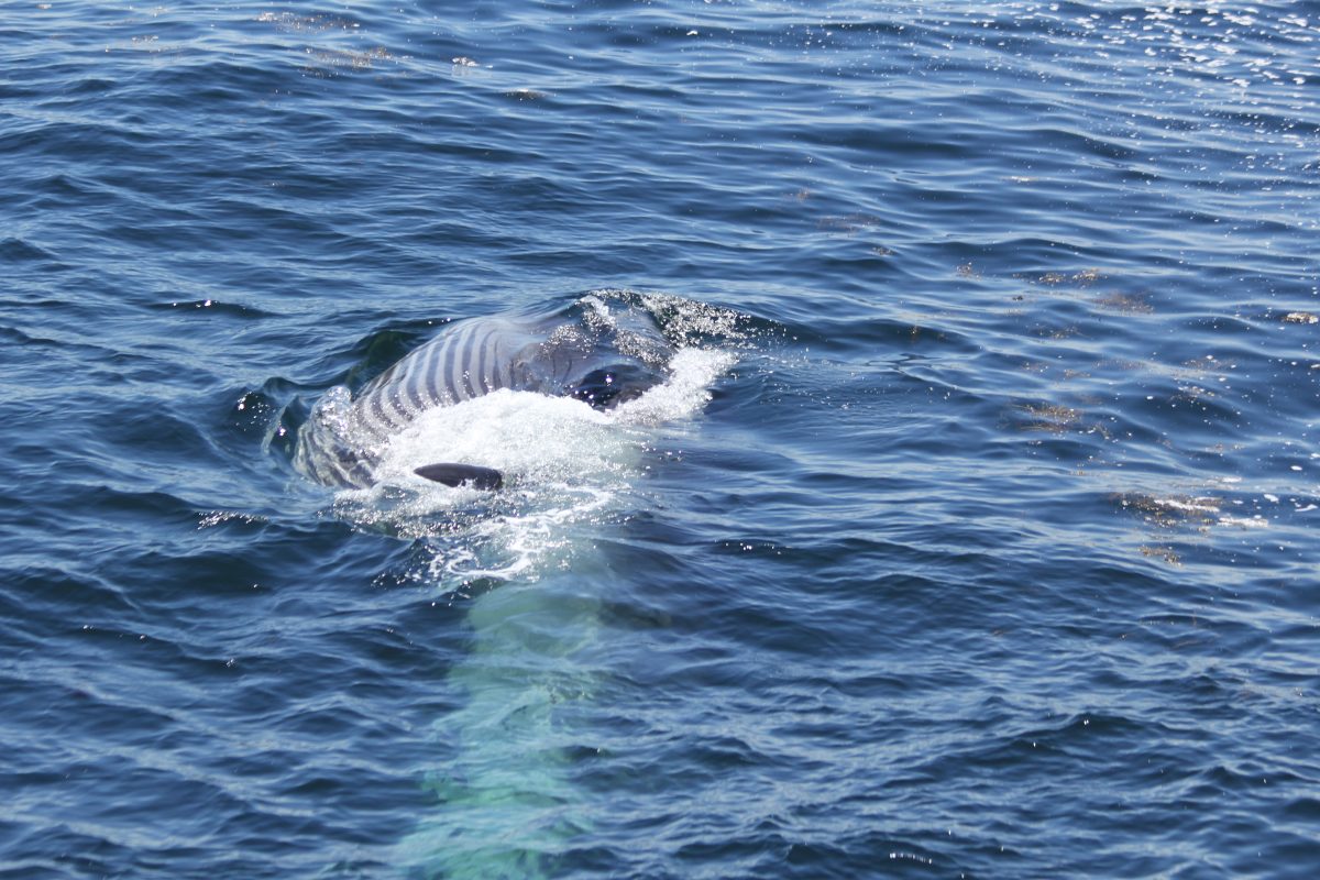 Sei Whale - Whale SENSE