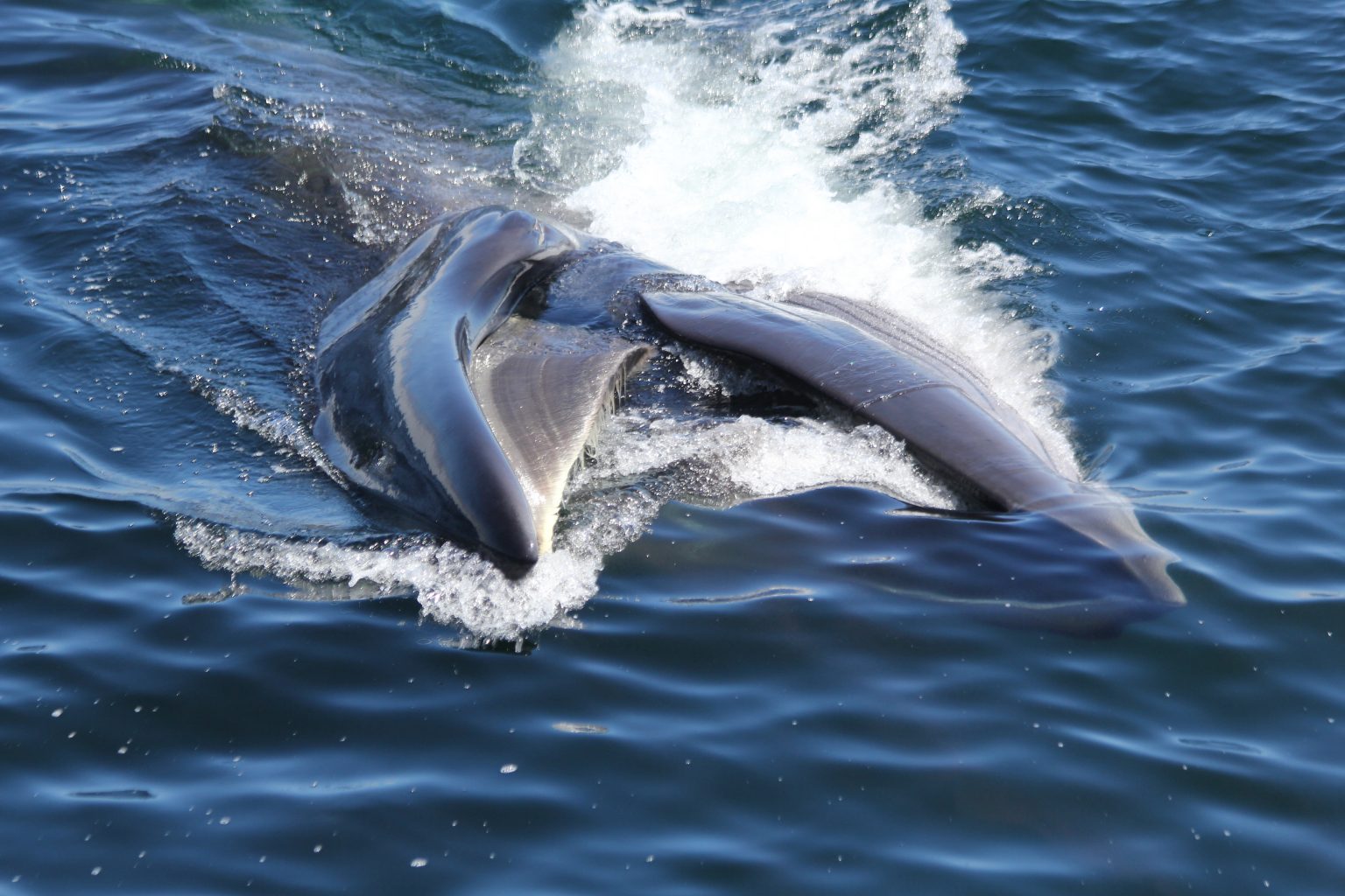 Sei Whale - Whale SENSE