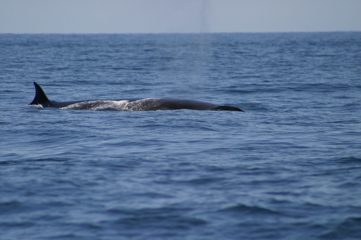 Sei Whale - Whale SENSE