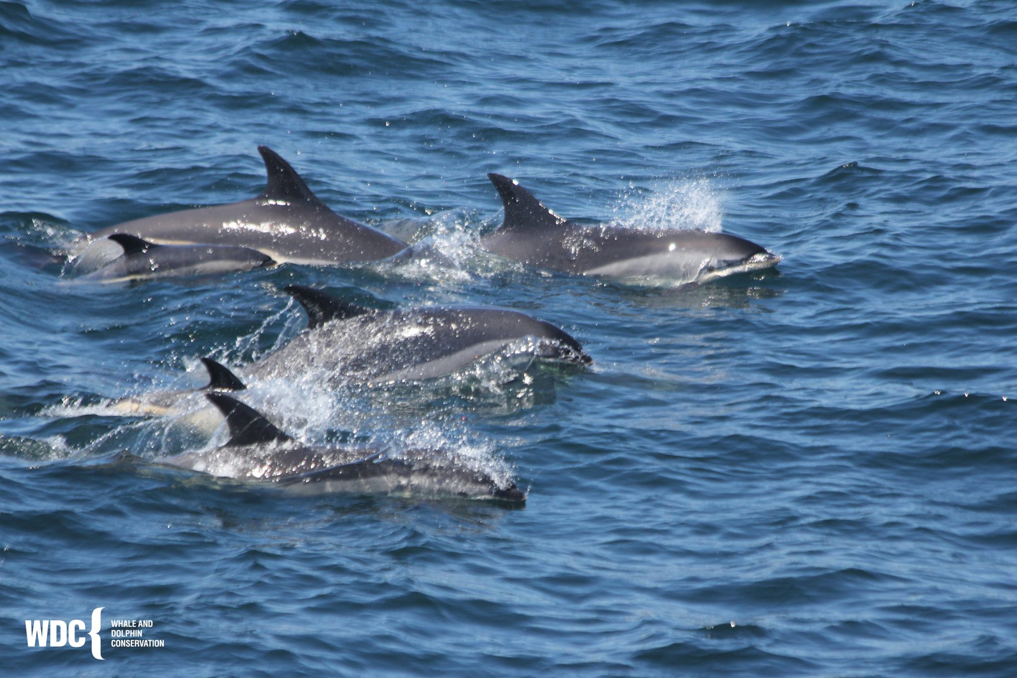 Atlantic White-Sided Dolphin - Whale SENSE