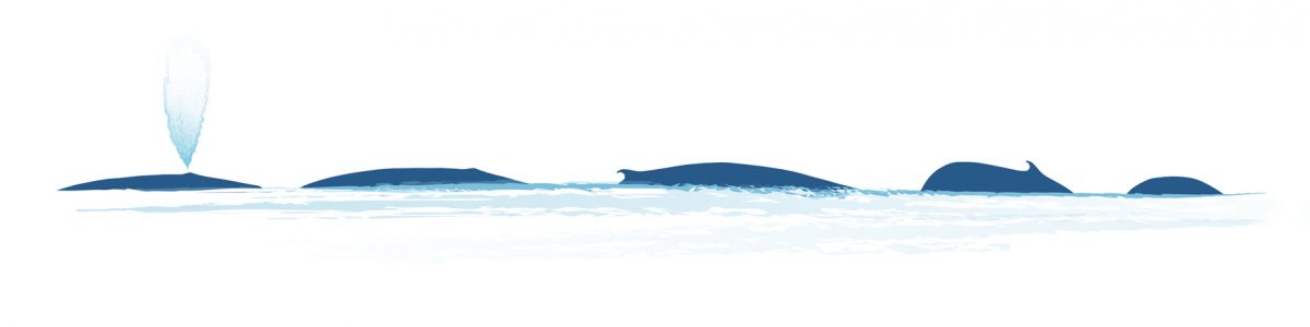 Fin Whale - Whale SENSE