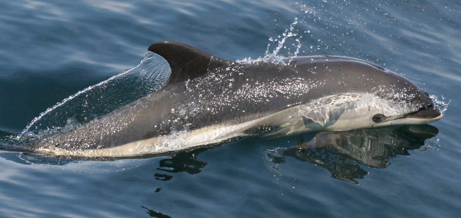 Atlantic White-Sided Dolphin - Whale SENSE