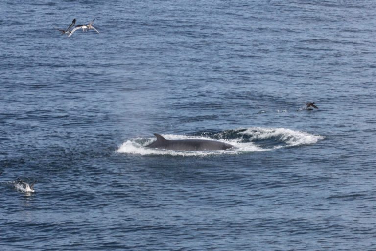 Minke Whale - Whale SENSE