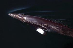 Minke Whale - Whale SENSE