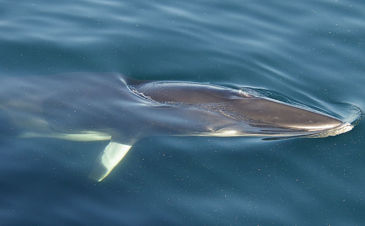 Minke Whale - Whale SENSE