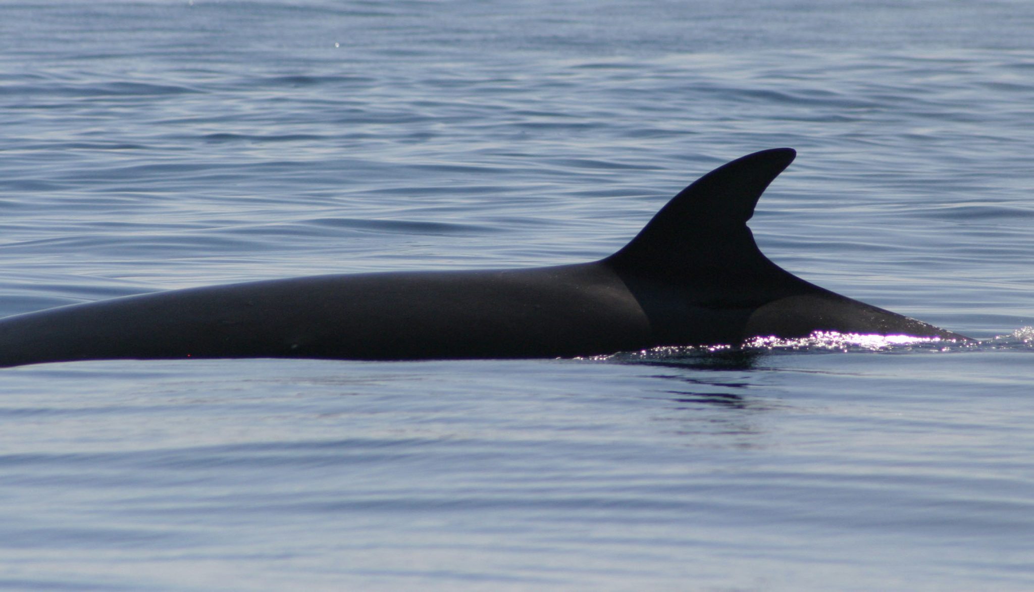Sei Whale - Whale SENSE