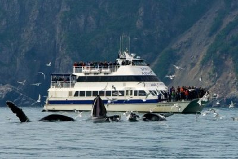 Whale Watcher Toolkit - Whale SENSE