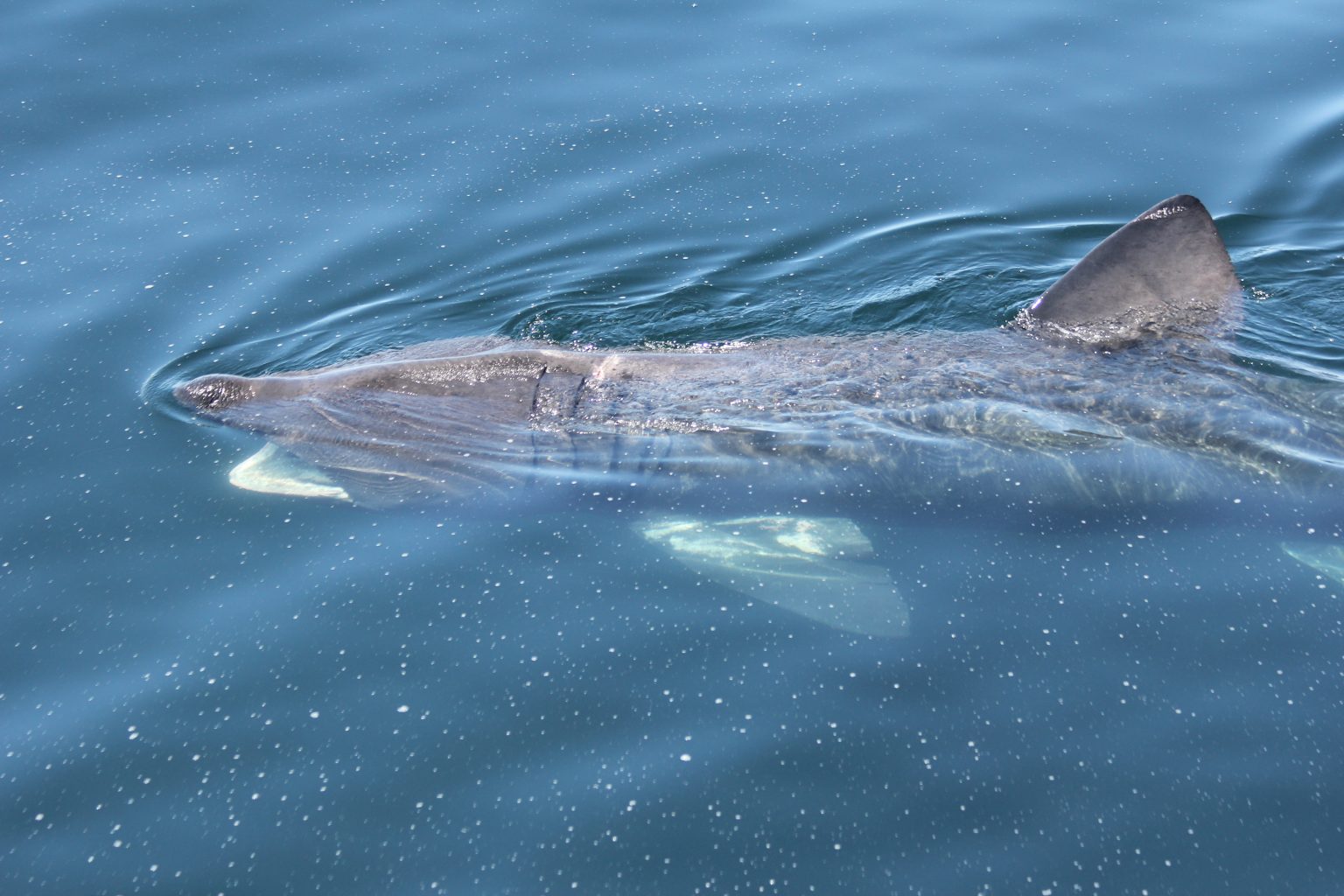Atlantic Fish: Ocean Sunfish, Basking Sharks, White Sharks - Whale SENSE