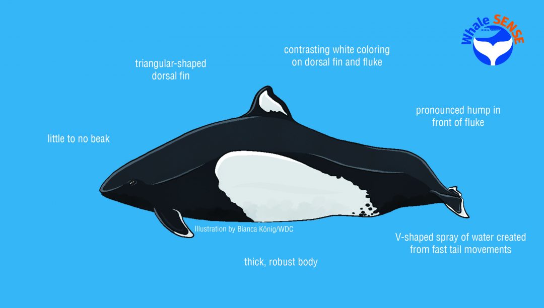 Dall's Porpoise - Whale SENSE