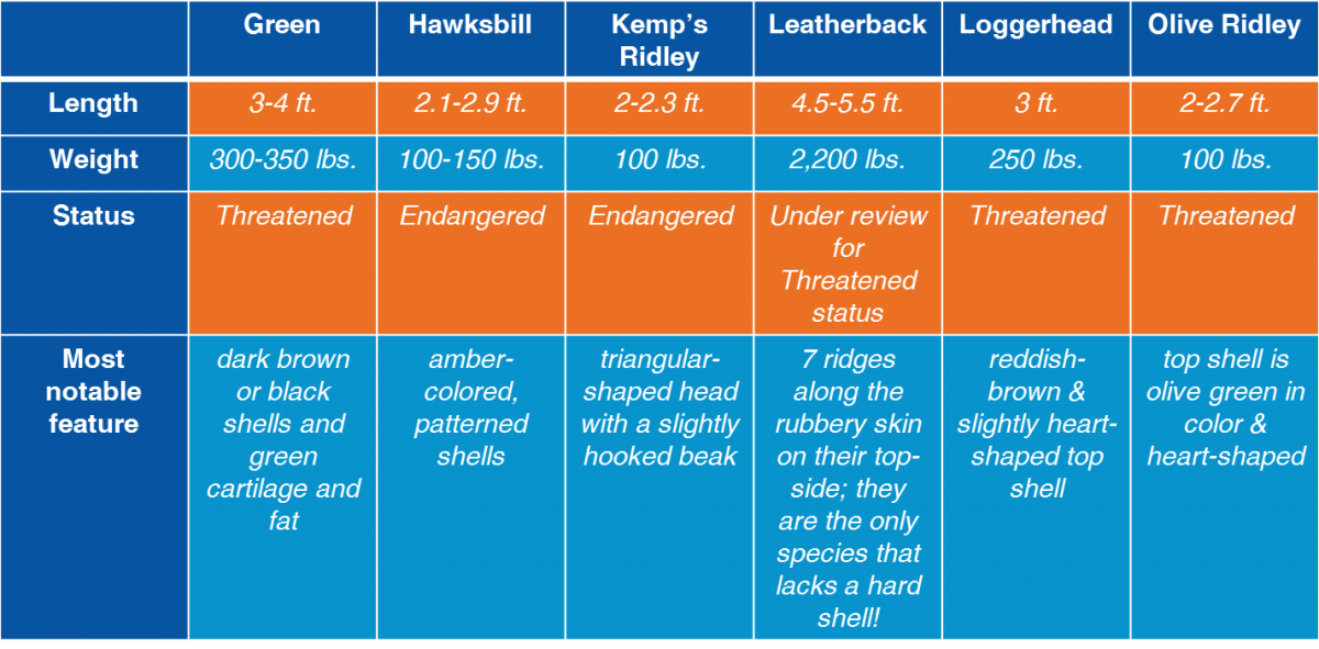 Sea Turtles - Whale SENSE