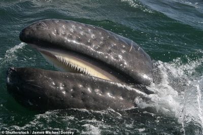 Gray Whale - Whale SENSE