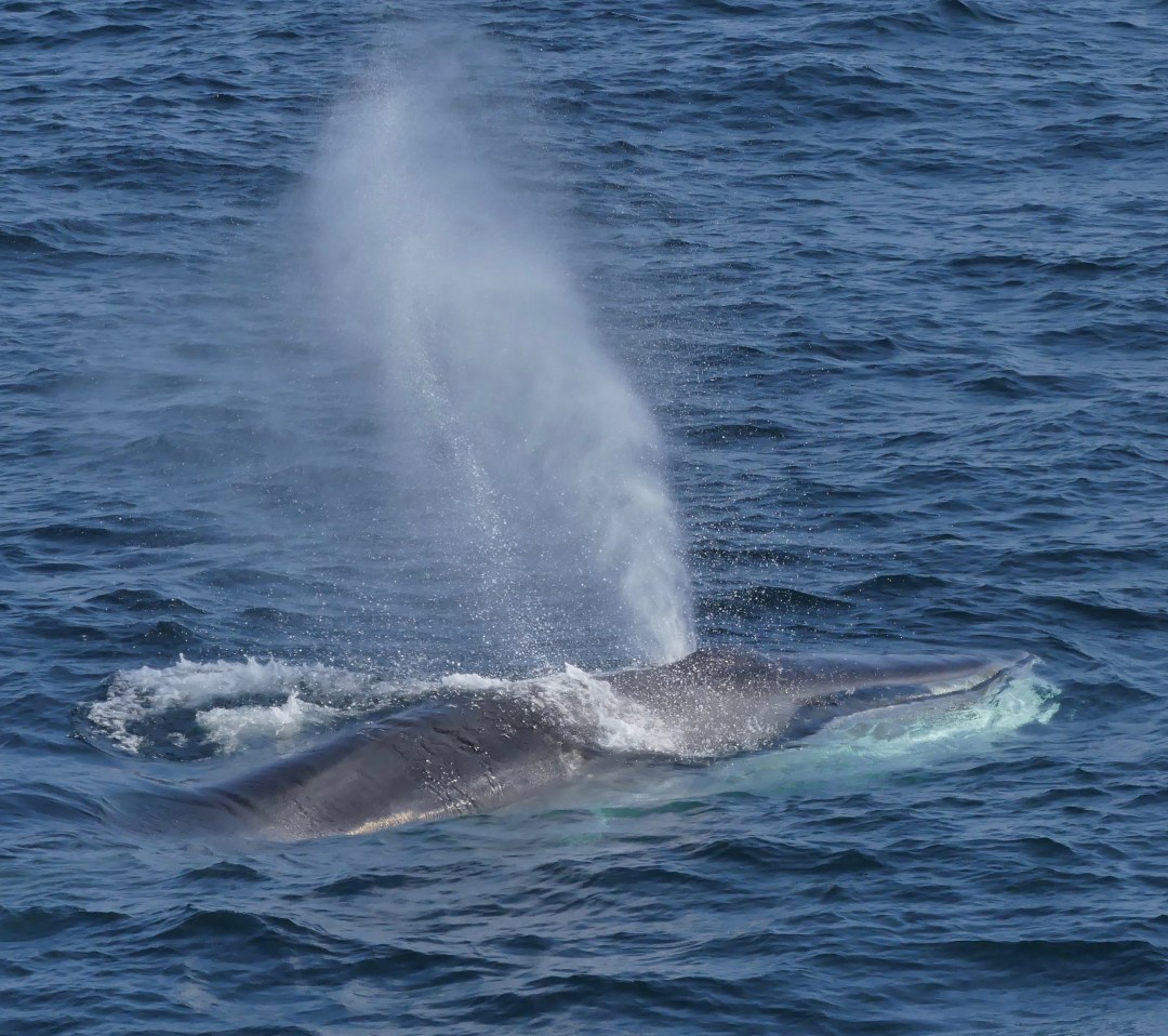 2020 Naturalist Highlight Stories - Whale SENSE