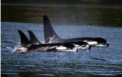 How Do You Identify Orcas? - Whale SENSE