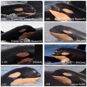 How Do You Identify Orcas? - Whale SENSE