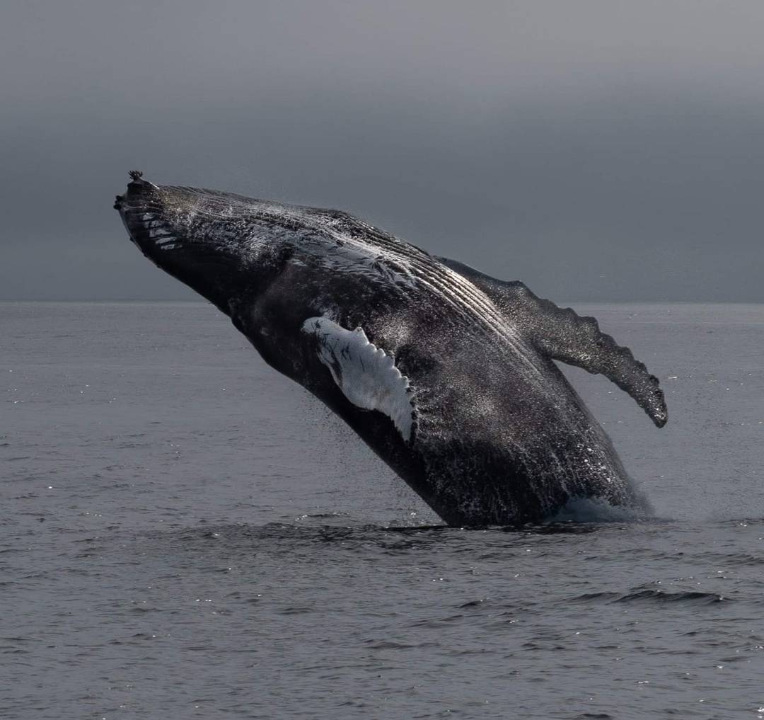 2024 Photo Contest Winners - Whale SENSE